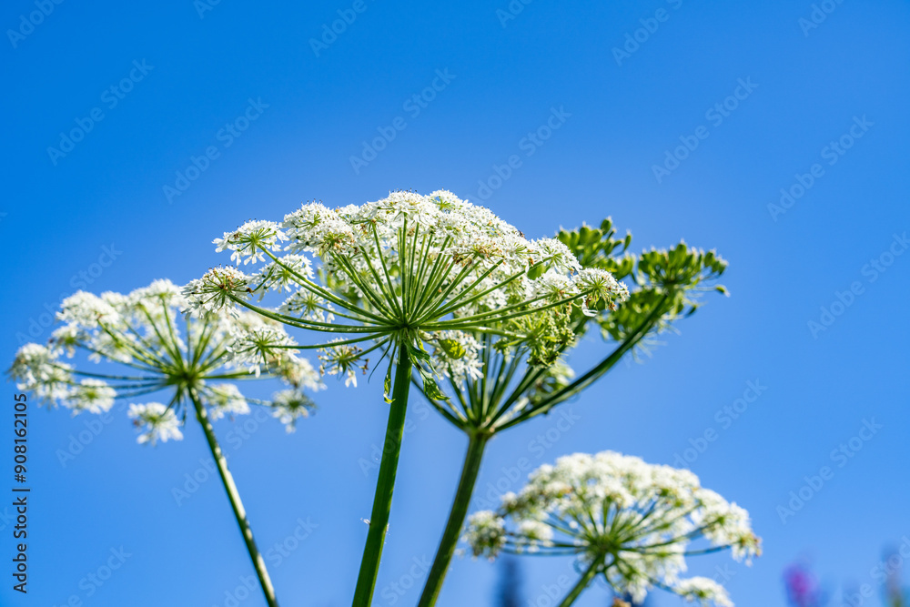 Heracleum maximum, cow parsnip, is the only member of the genus ...