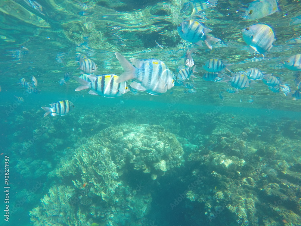 Indo-Pacific sergeant (Abudefduf vaigiensis) is a species of damselfish ...