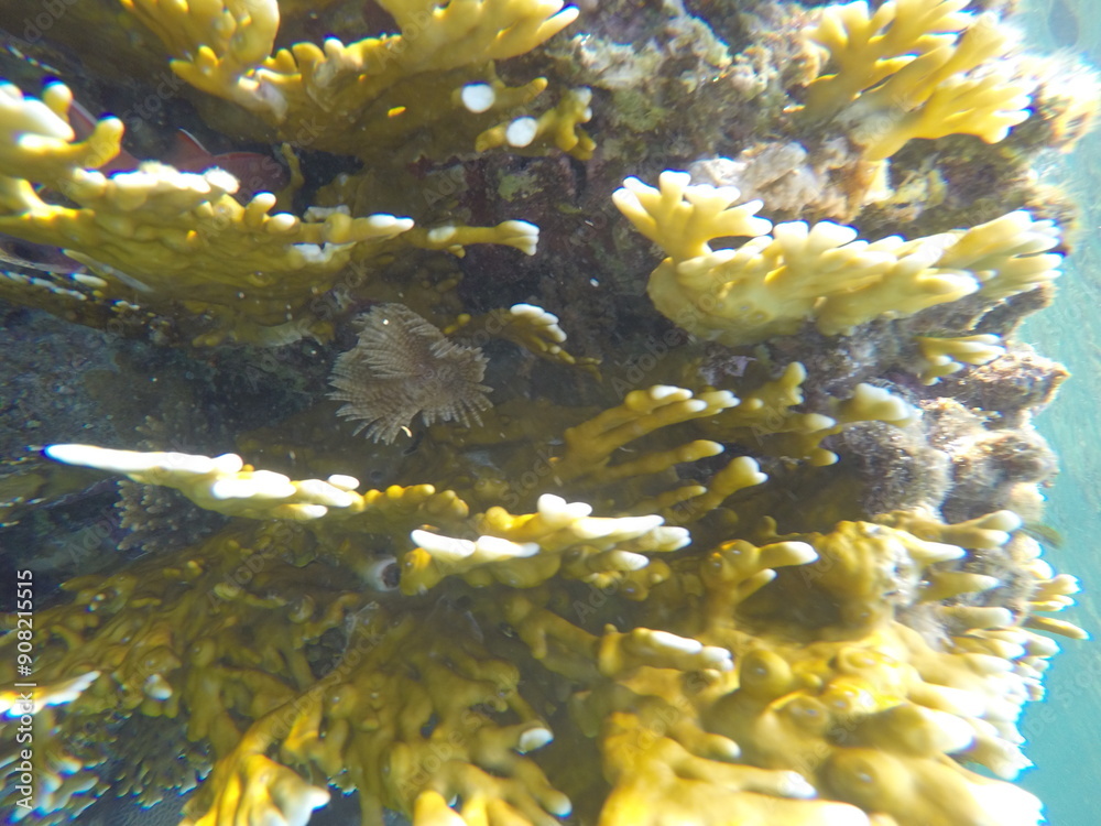 Millepora dichotoma, the net fire coral, is a species of hydrozoan ...