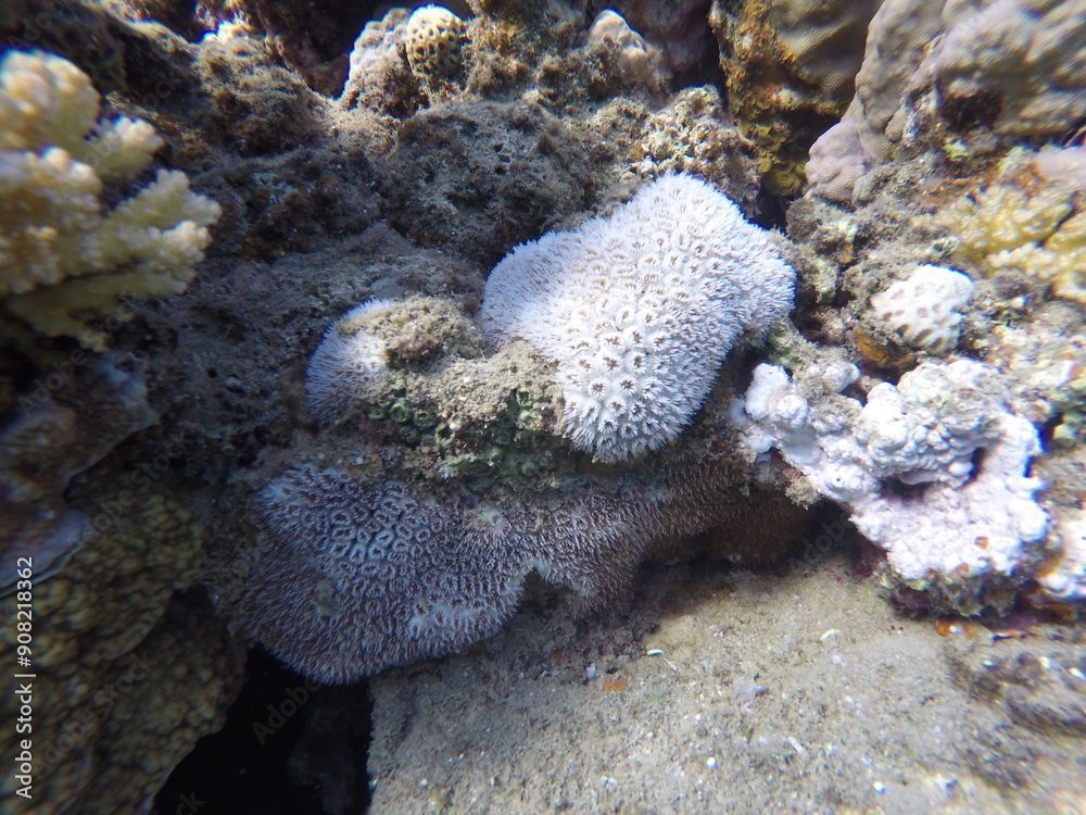 Galaxea is a genus of colonial stony corals in the family Euphylliidae ...