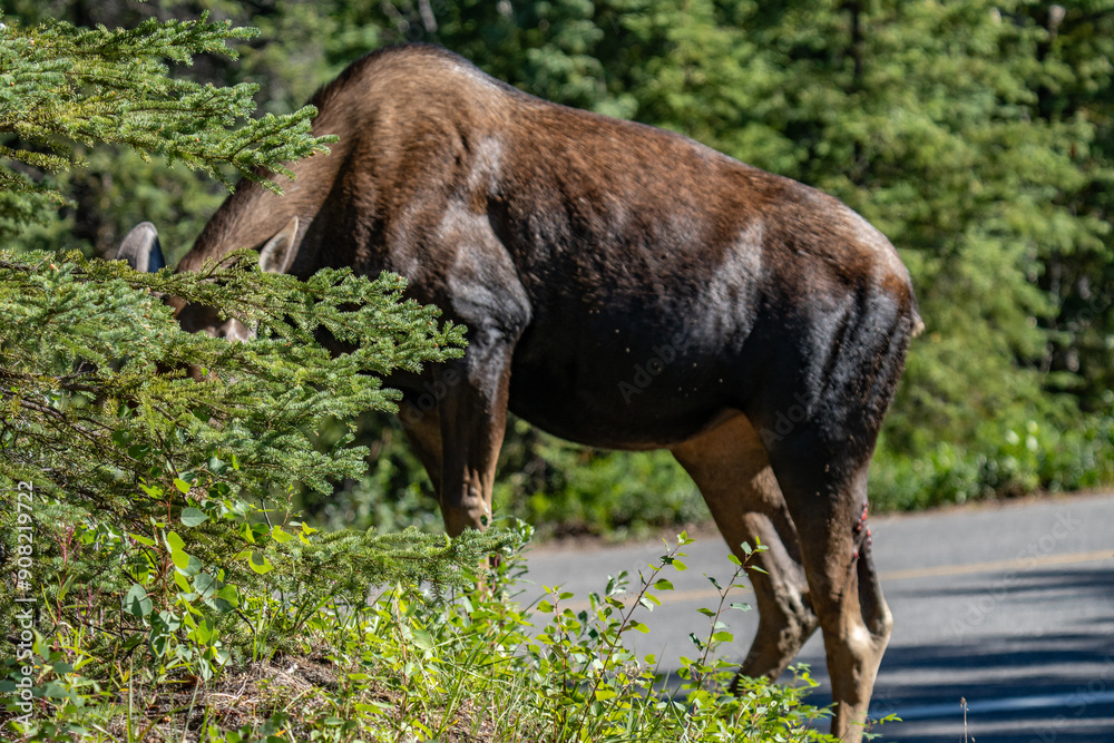 The moose (Alces alces) is the world's tallest, largest and heaviest ...