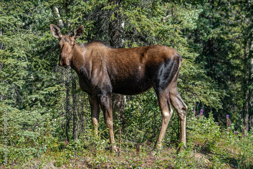 The moose (Alces alces) is the world's tallest, largest and heaviest ...