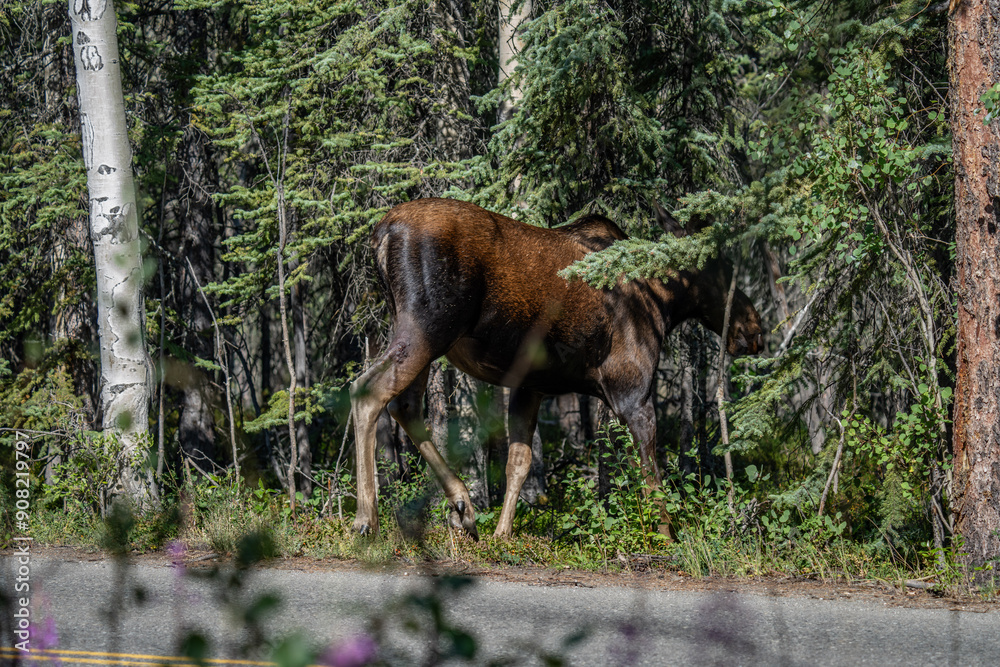 The moose (Alces alces) is the world's tallest, largest and heaviest ...