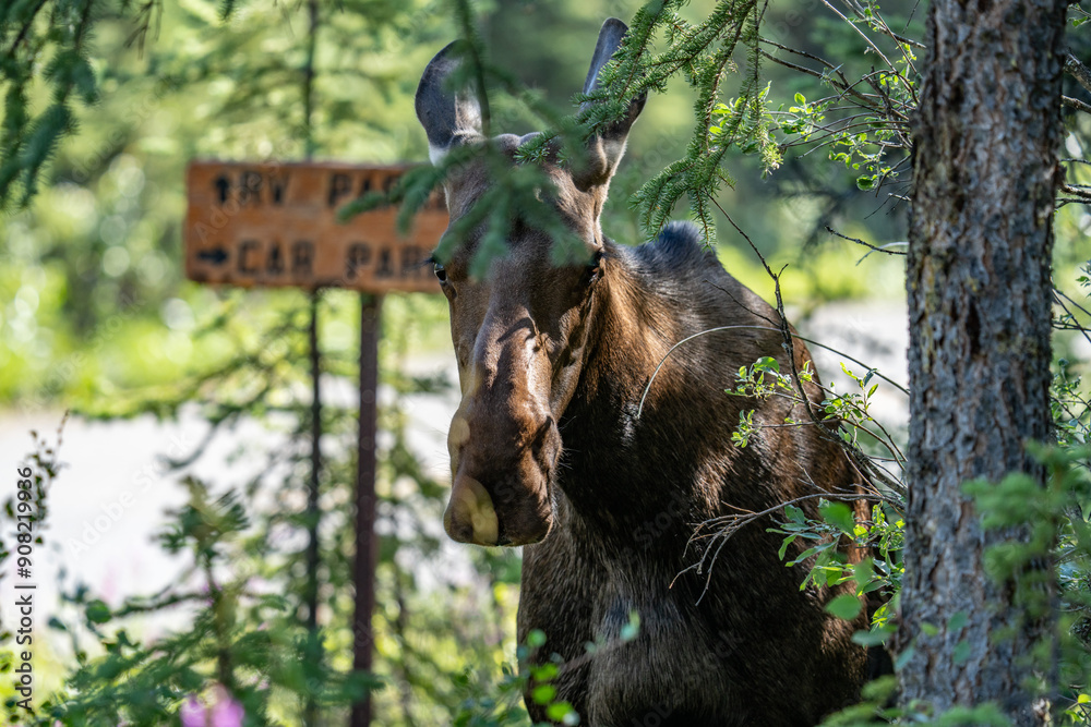 The moose (Alces alces) is the world's tallest, largest and heaviest ...