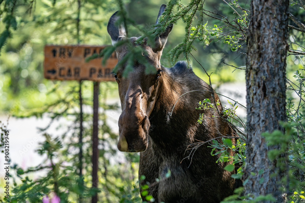 The moose (Alces alces) is the world's tallest, largest and heaviest ...