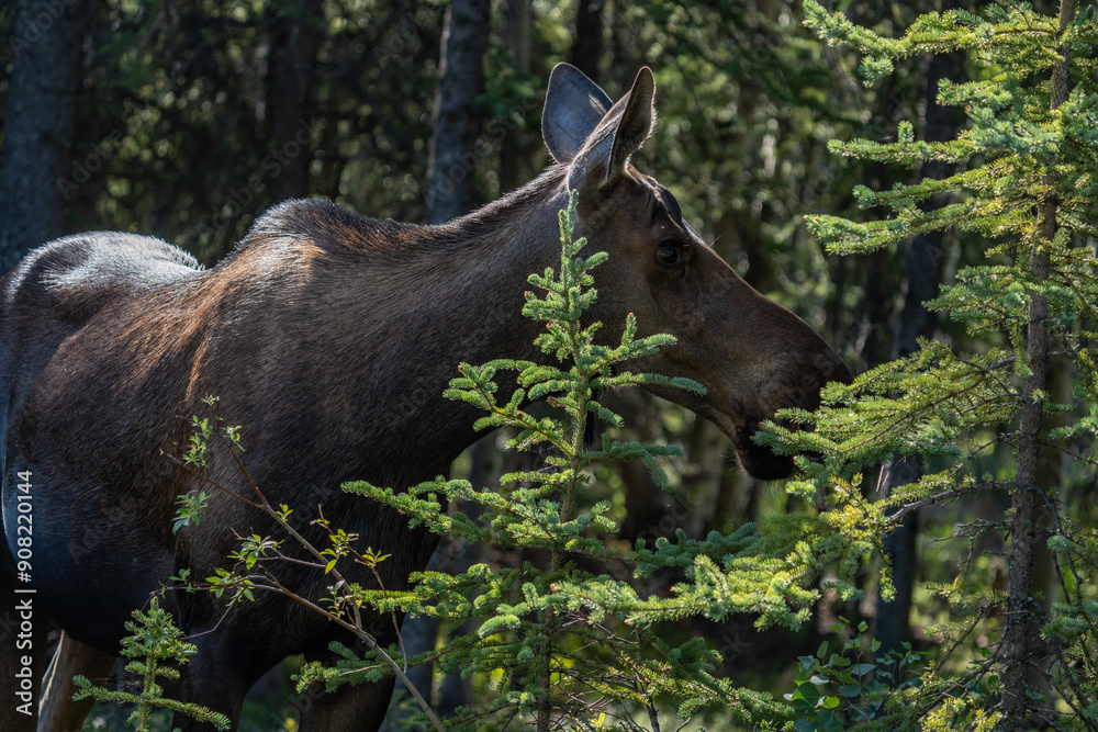 The moose (Alces alces) is the world's tallest, largest and heaviest ...