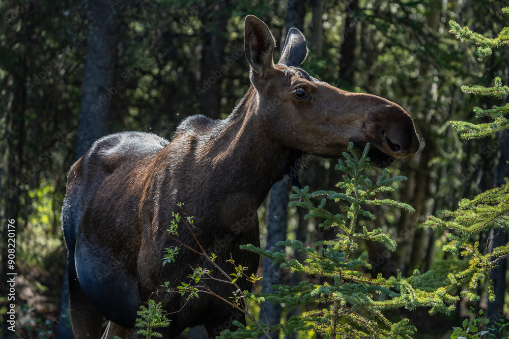 The moose (Alces alces) is the world's tallest, largest and heaviest ...