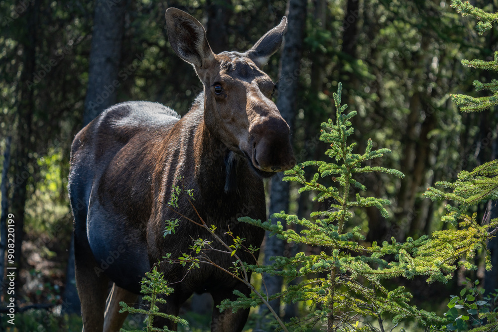The moose (Alces alces) is the world's tallest, largest and heaviest ...