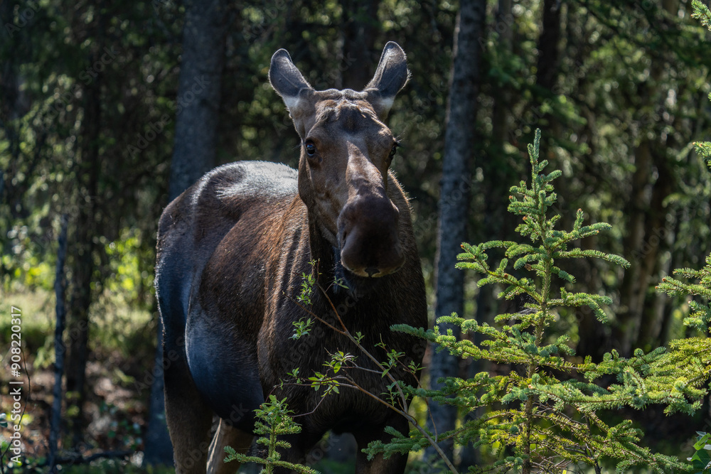 The moose (Alces alces) is the world's tallest, largest and heaviest ...