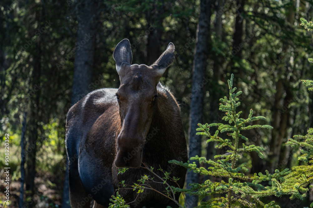 The moose (Alces alces) is the world's tallest, largest and heaviest ...