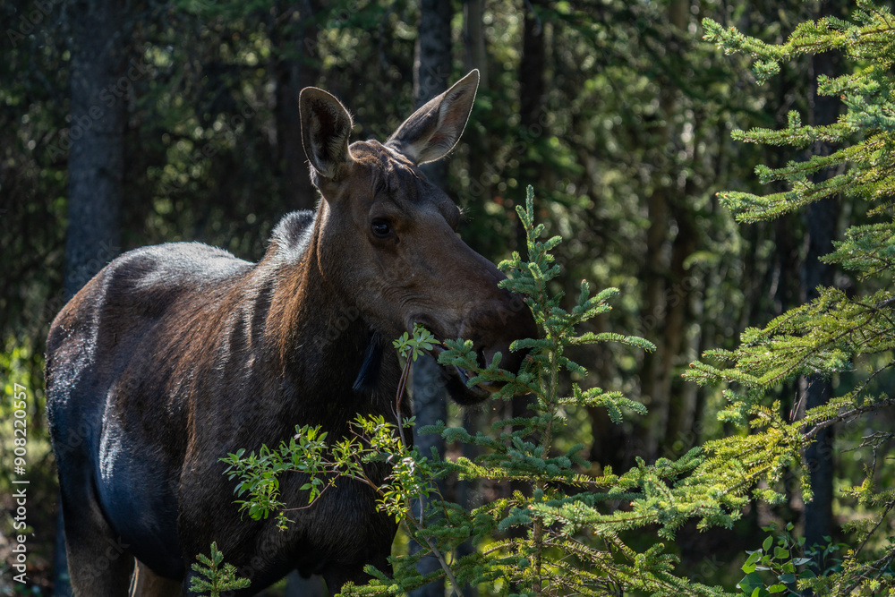 The moose (Alces alces) is the world's tallest, largest and heaviest ...