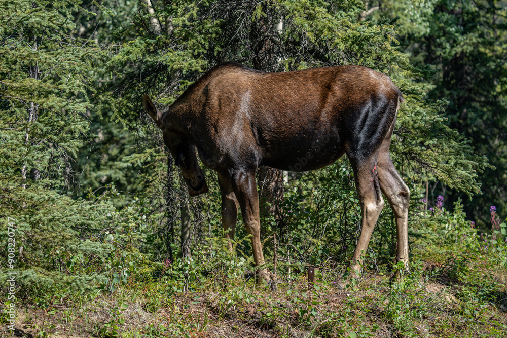 The moose (Alces alces) is the world's tallest, largest and heaviest ...