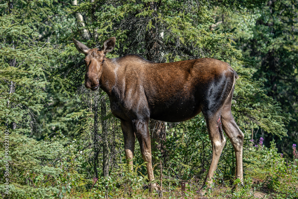 The moose (Alces alces) is the world's tallest, largest and heaviest ...