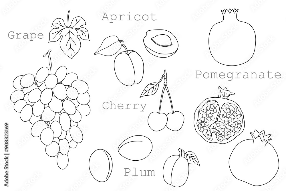 Fruits set, hand-drawn. Contour drawing isolated on a white background ...