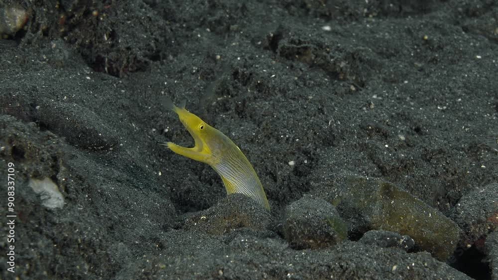 A yellow moray eel (female) sits in a burrow on the sea floor. Ribbon ...