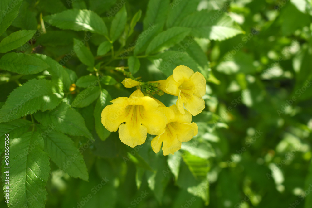 Yellow trumpetbush (Tecoma stans) Called Yellow bell or Yellow Elder ...