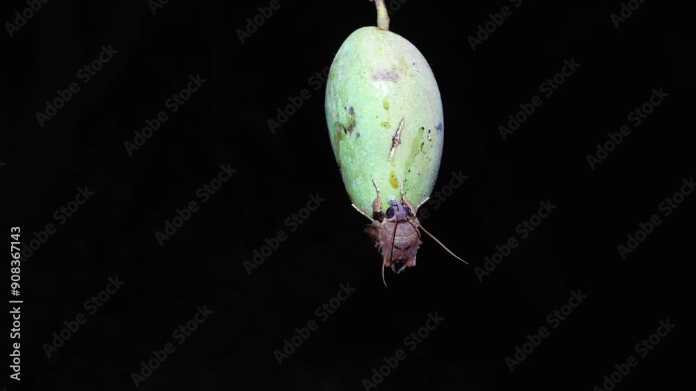 Fruit sucking moth eating a ripe mango using the mouth or proboscis to ...