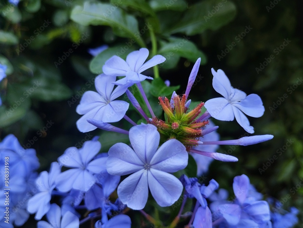 Plumbago auriculata flower plant blooming in the flower garden ...
