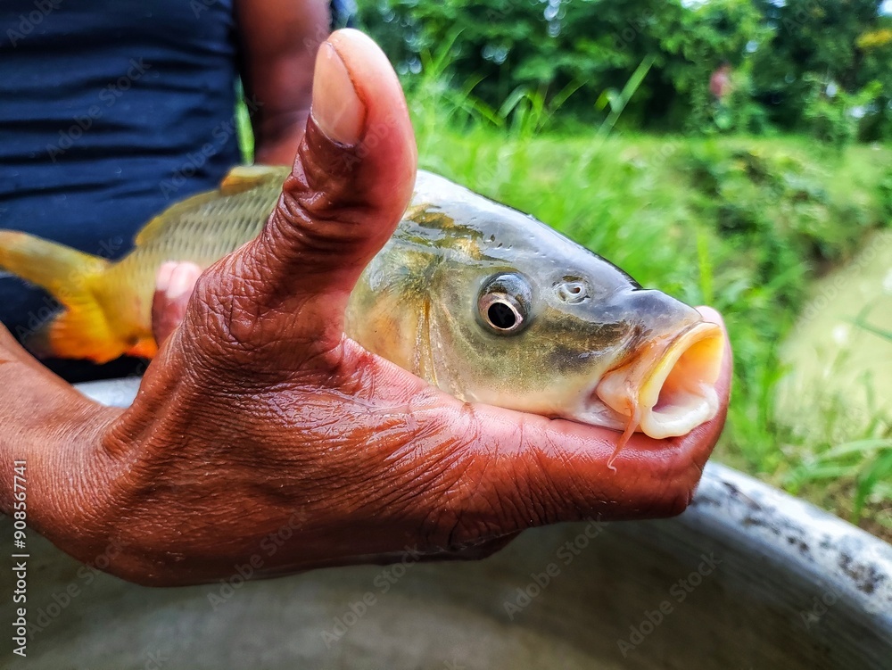 big common carp fish in hand in nice blur background HD cyprinus carpio ...