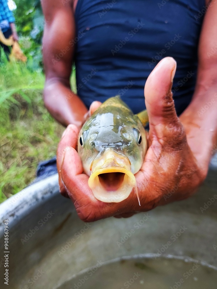 big common carp fish in hand in nice blur background HD cyprinus carpio ...