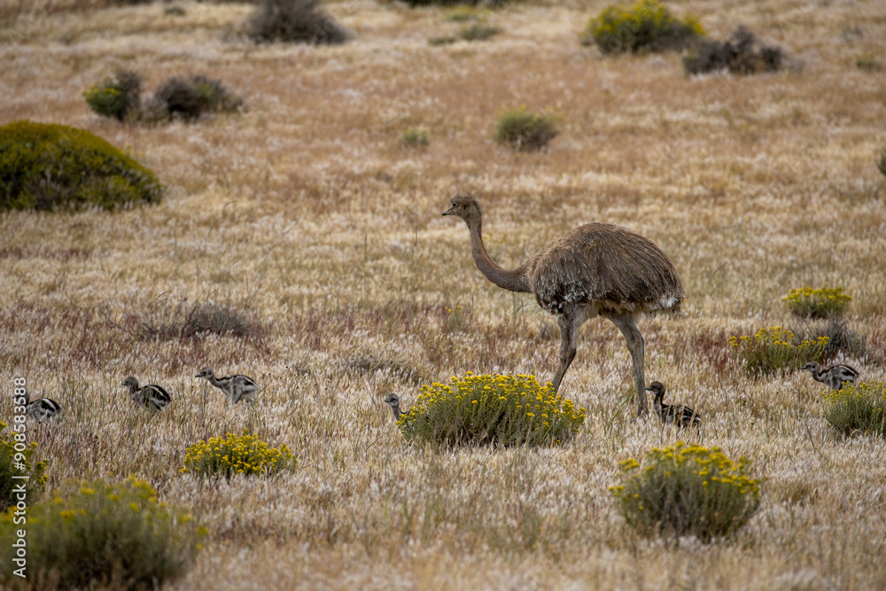 Darwin's rhea or the lesser rhea (Rhea pennata) in the wild, Torres del ...