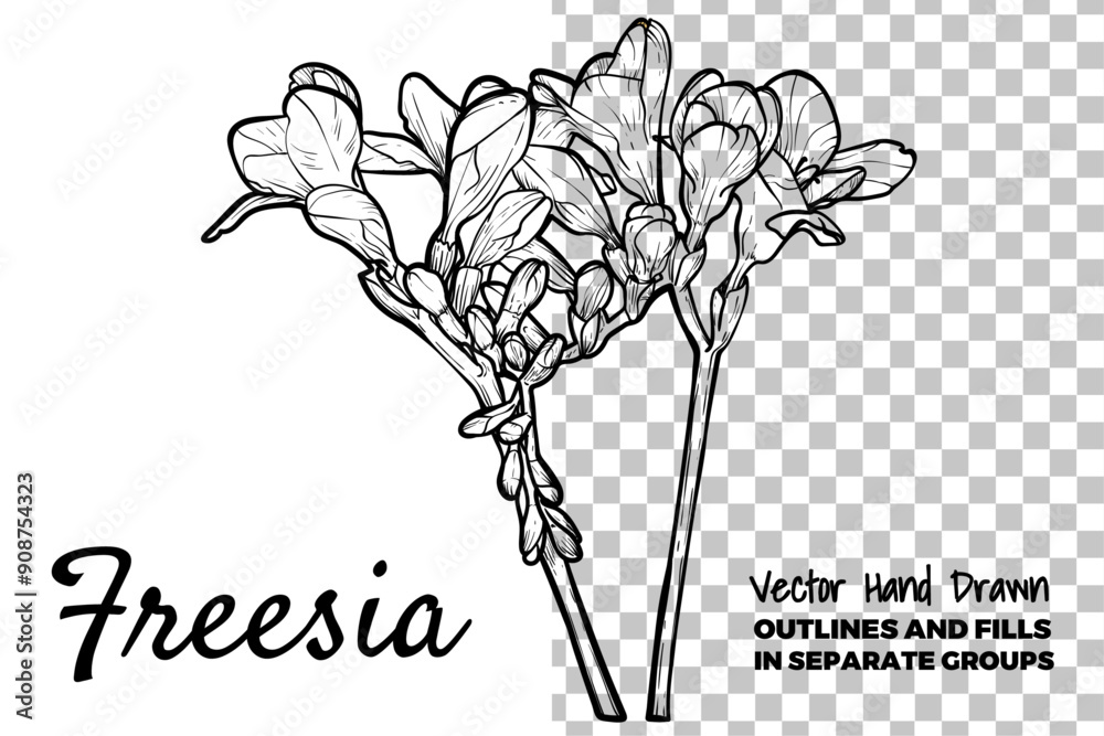 Hand drawn vector freesia flowers set. Spring flowers isolated on a ...