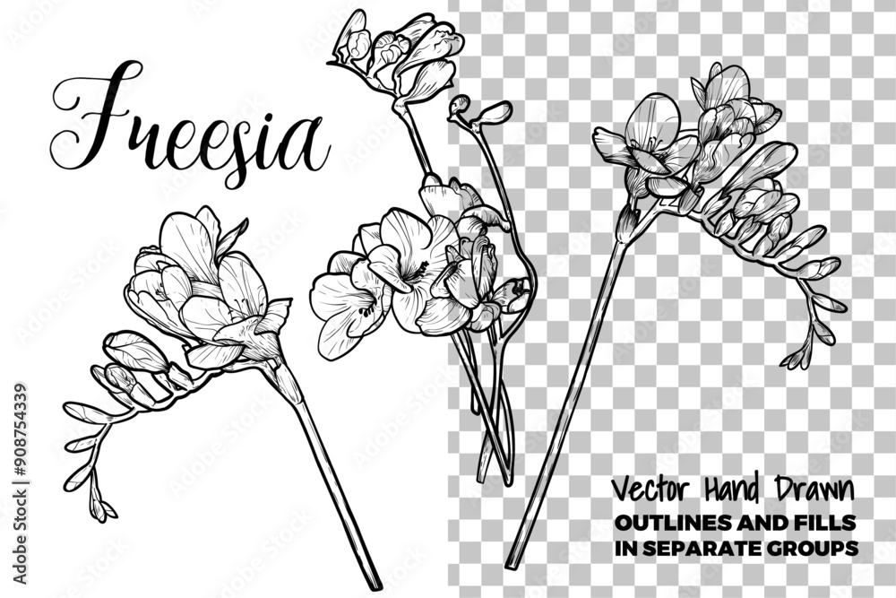 Hand drawn vector freesia flowers set. Spring flowers isolated on a ...