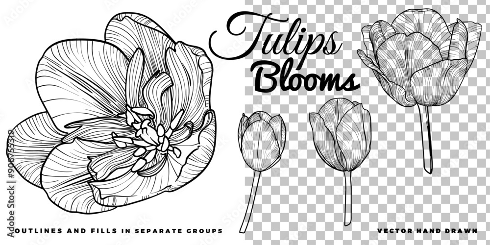 Vector hand drawn tulips blooms. Spring flowers isolated on a ...
