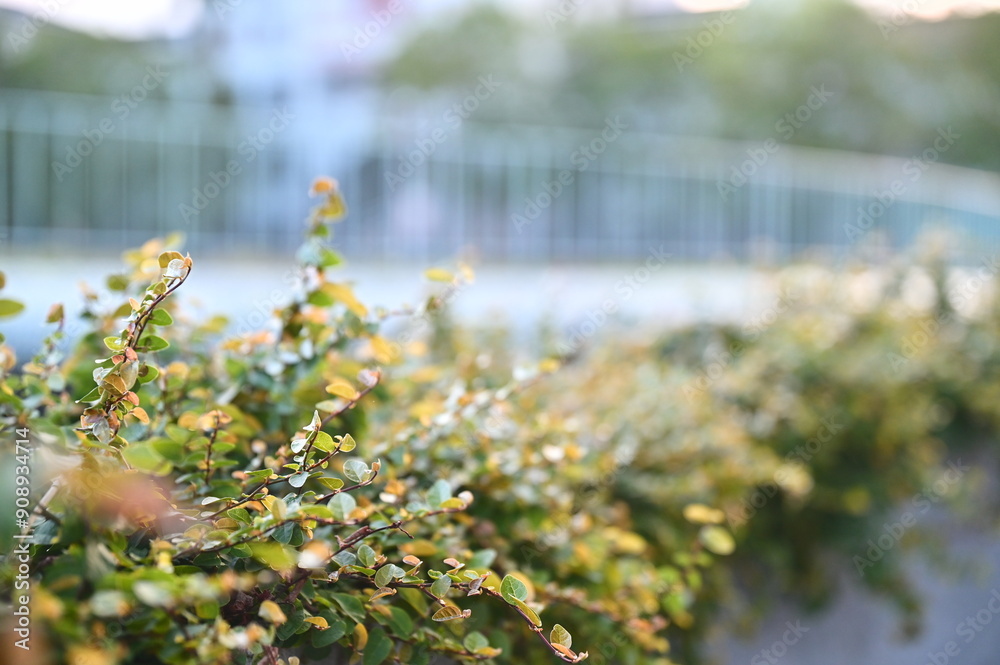 Highlight low shrubs with rich colors and diverse varieties, essential ...