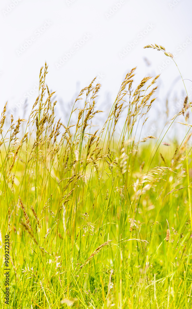 Fescue grass growing wild along coast and blowing in the wind. Fresh ...