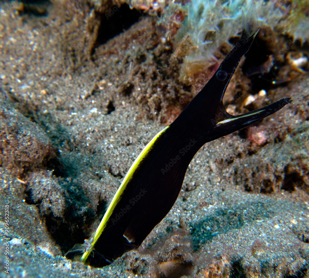 A Ribbon Eel also known as a Leaf-nosed moray Eel Dauin Philippines ...