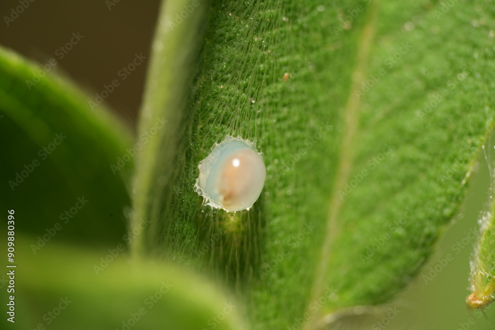 Trichogrammatidae is a family of very small parasitic wasps, known for ...