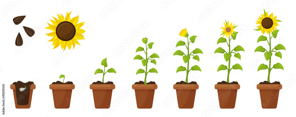 Cartoon sunflower growth. Plant in pot and ground growing from seed to ...