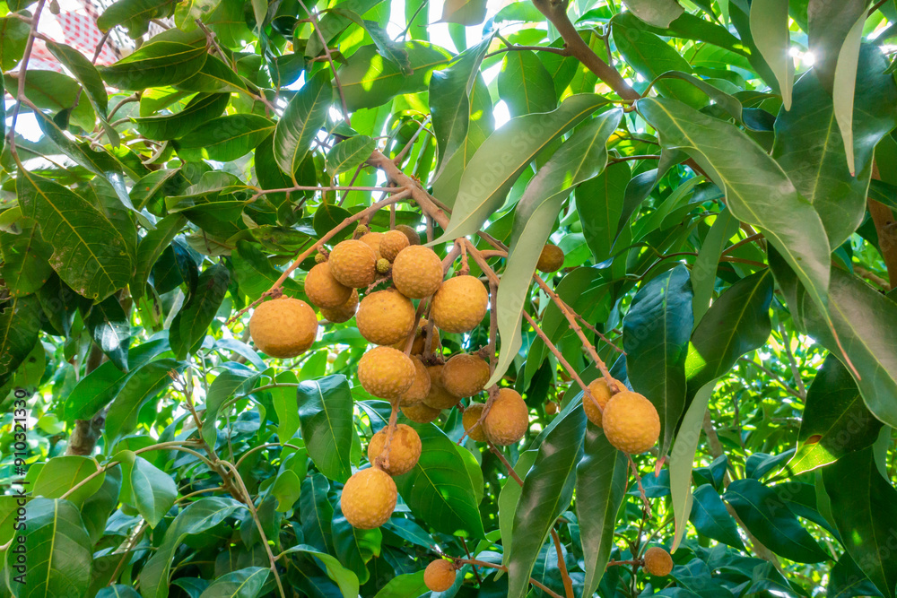 Fresh longan on longan tree from the orchard in Lamphun, Thailand,Thai ...