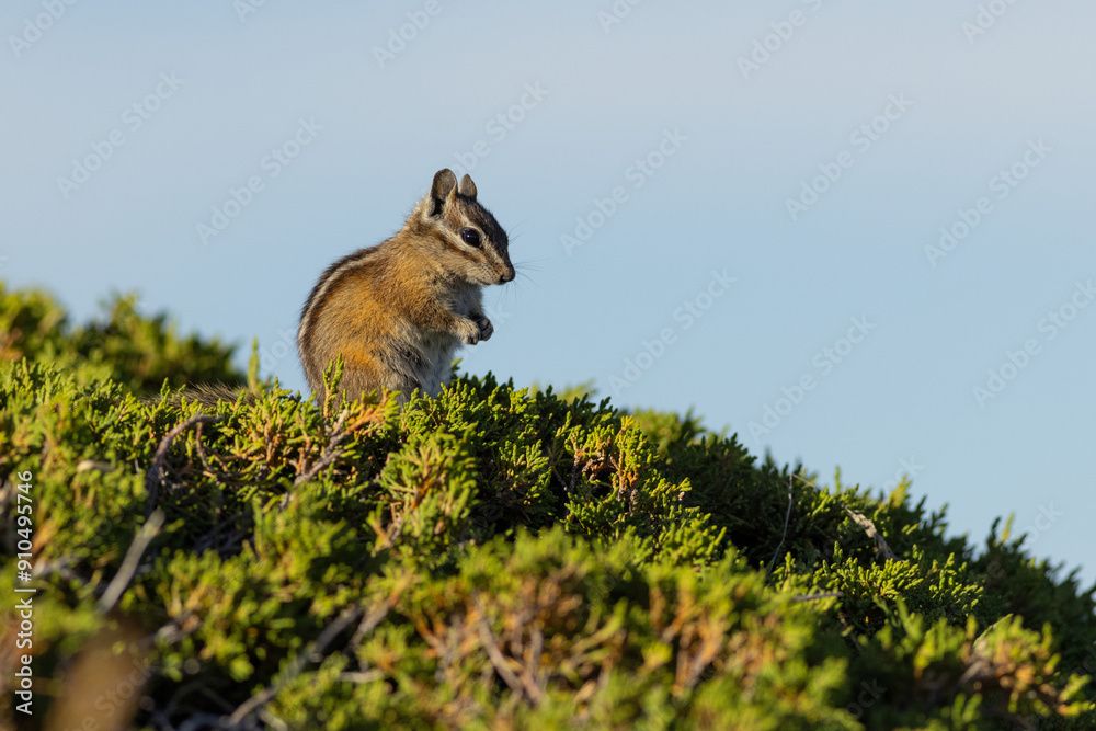 Olympic Chipmunk (Tamias amoenus caurinus) stands watch in a Krummholz ...