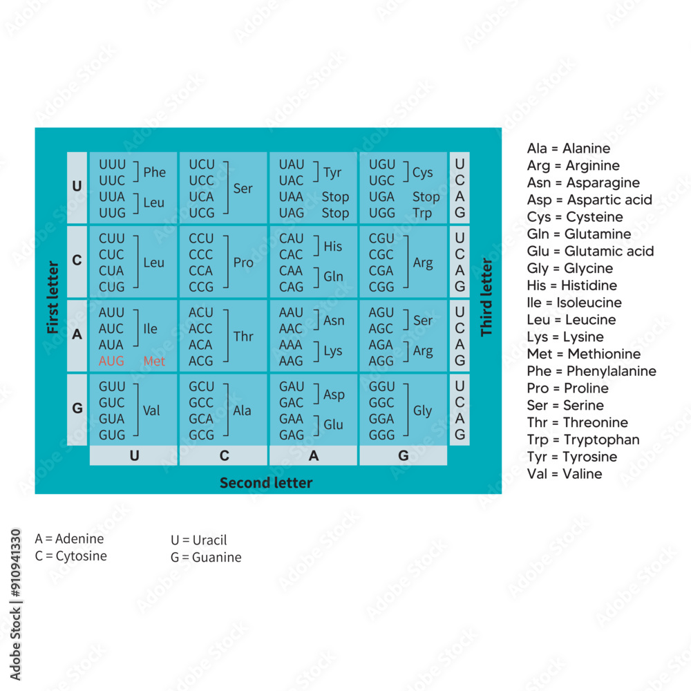 Table of RNA Codons - Genetic biological code of amino acids. Amino ...