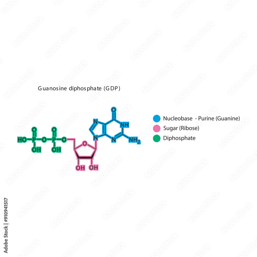 Guanosine diphosphate (GDP) skeletal structure schematic illustration ...