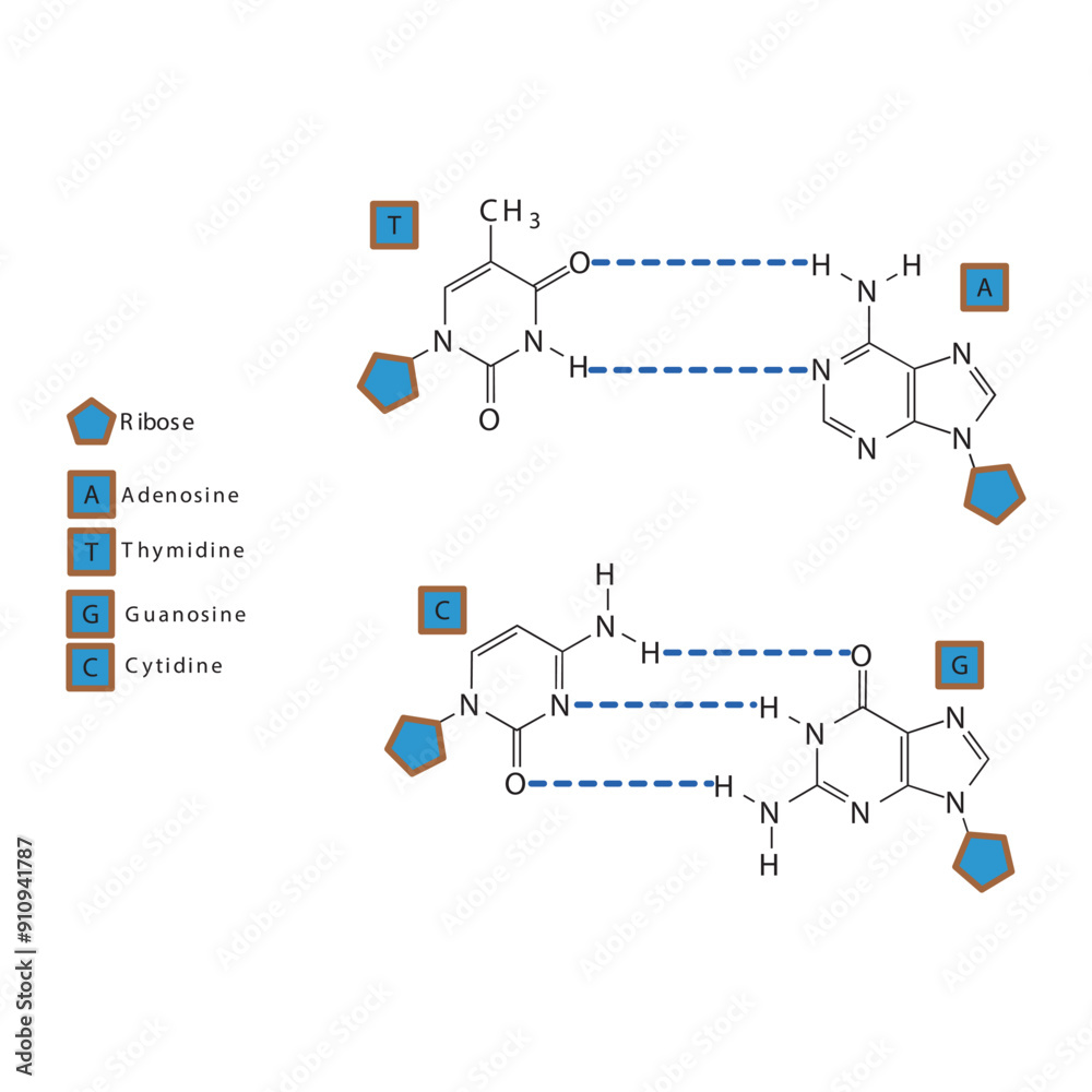 Diagram showing hydrogen bonds between DNA nitrogenous bases - Cytidine ...