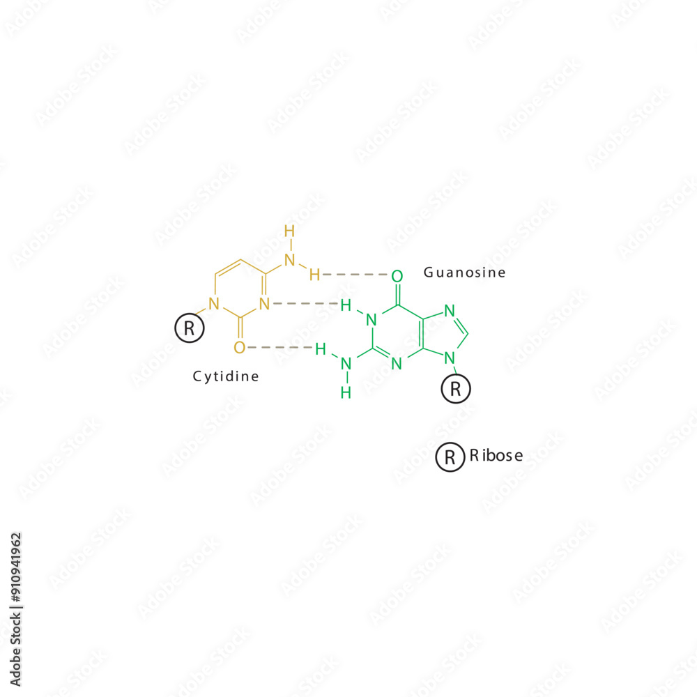 Diagram showing hydrogen bonds between DNA nitrogenous bases - Cytidine ...