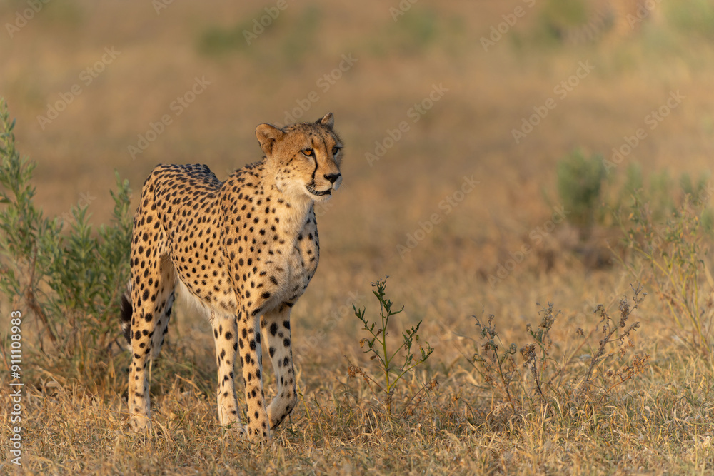 Cheetah (Acinonyx jubatus) walking and searching for prey in the late ...