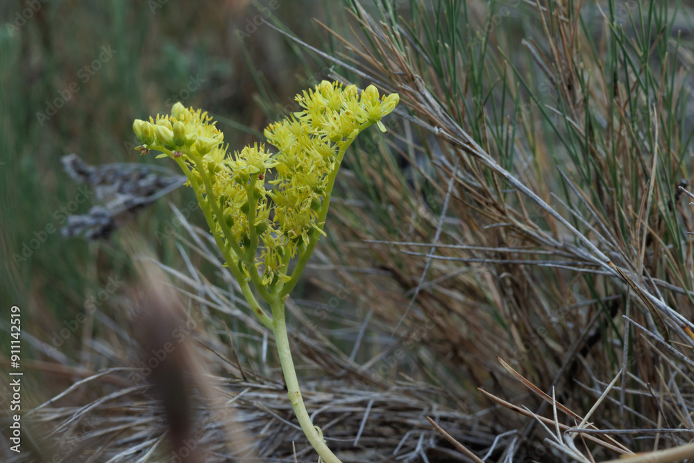 Planta racimo de pastor Sedum sediforme en flor, planta comestible en ...