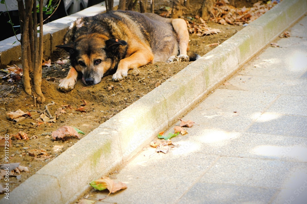 Stray dogs, exhausted from the heat, are resting in the shade. Sleeping ...
