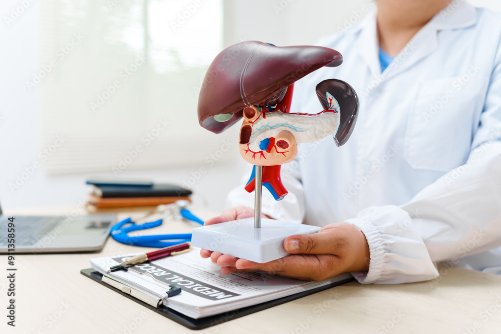 A liver doctor examines a model of the liver, focusing on diseases such ...