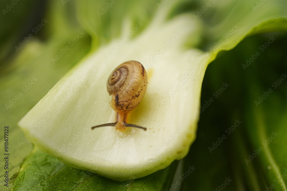Extreme close up macro photo of Monachoides vicinus or common garden ...