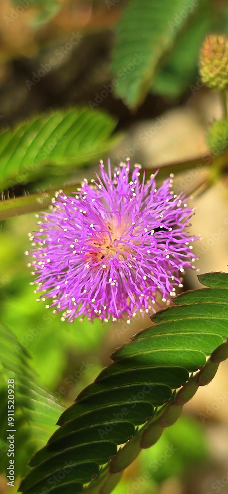 Mimosa pudica, commonly known as the sensitive plant, touch-me-not, or ...