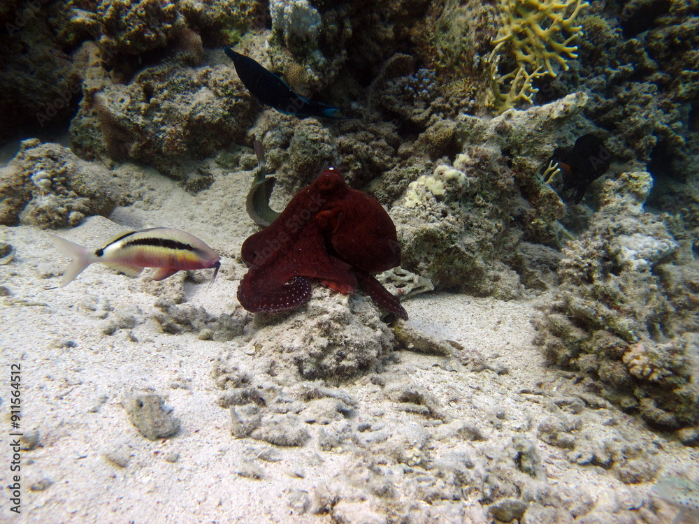 Big Blue Octopus (Octopus cyanea) Octopus. Big Blue Octopus on the Red ...