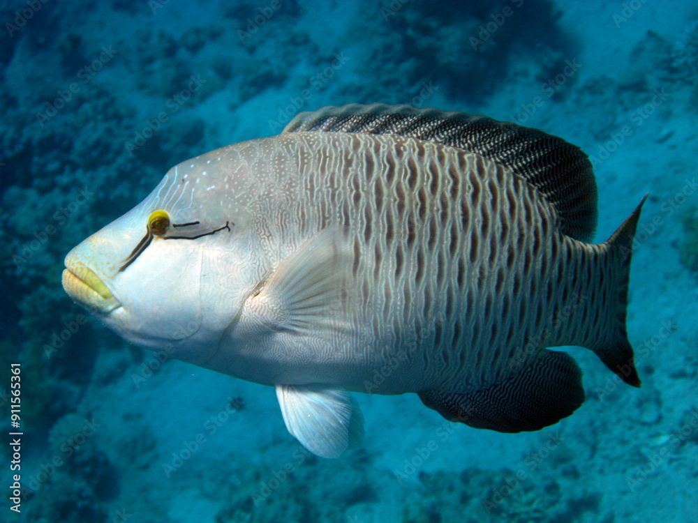 Napoleon fish. Fish - type bone fish Osteichthyes. Gubanovye - Labridae ...