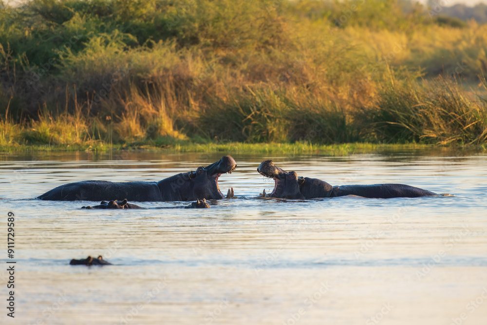 Hippopotamus in the Okavanga Delta in Botswana. An aggressive hippo ...