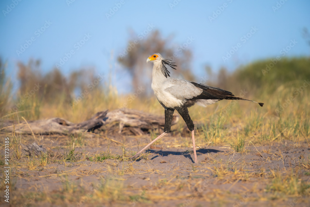 Secretarybird or Secretary Bird - Sagittarius serpentarius large ...