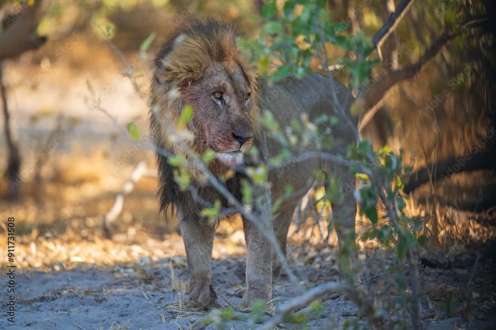 Portrait of a strong male African lion (Panthera leo), Moremi game ...